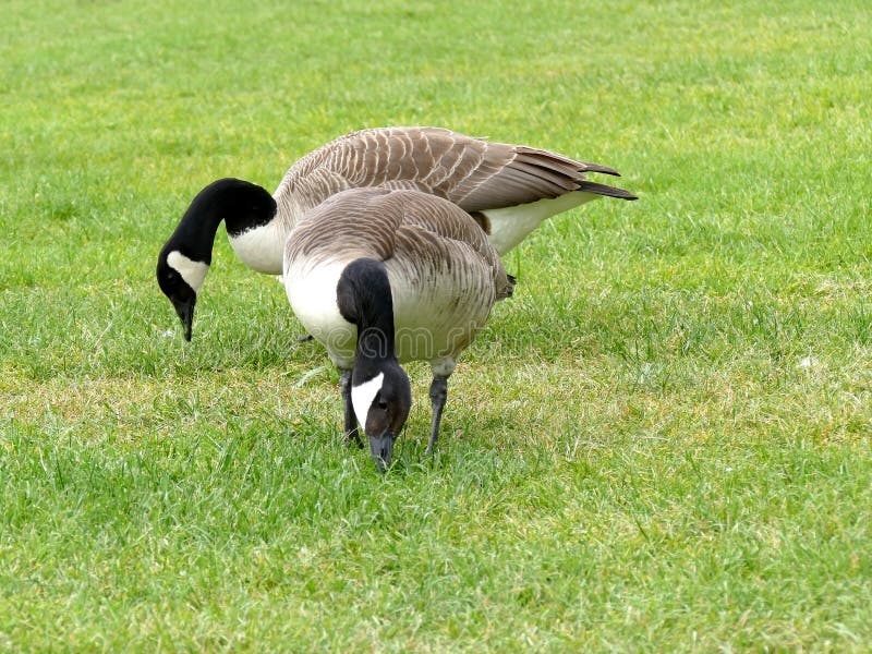 Two canadian geese grazing stock image. Image of nature - 59097005