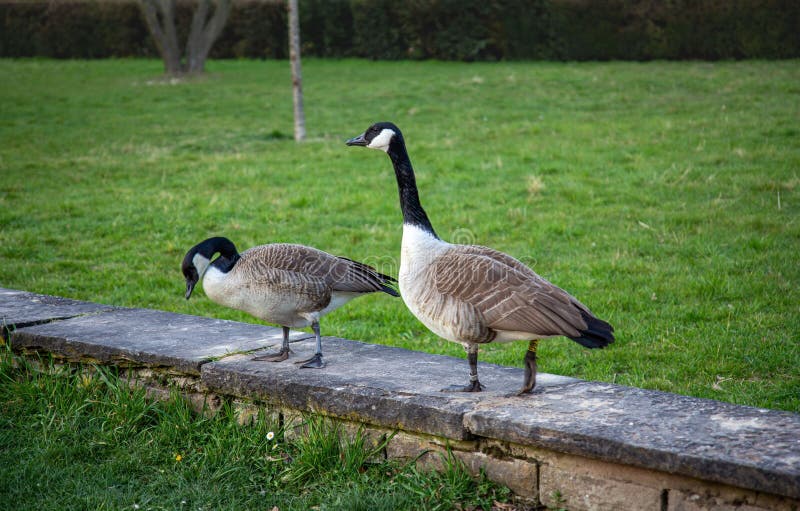 Canadian Geese in a Park stock image. Image of canada - 379365011