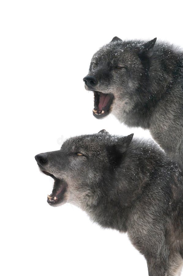 302 Wolf Howl White Background Stock Photos - Free & Royalty-Free Stock ...