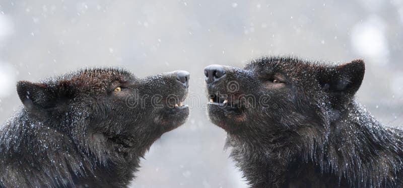 Two Canadian Wolves Howl in Bad Weather Stock Image - Image of poster ...
