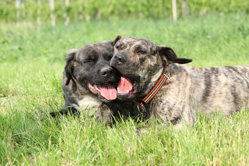 Canary Dog Sitting on the Garden Stock Image - Image of young, vigilant ...
