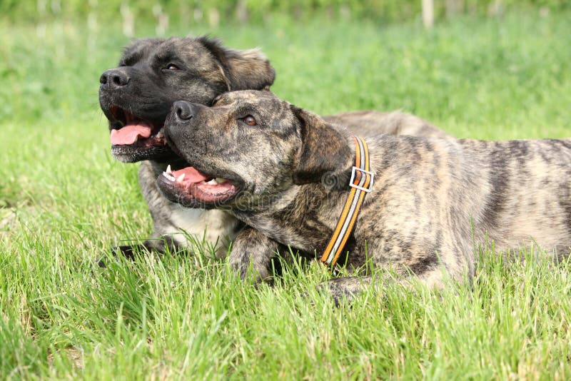 106 Portrait Canary Dog Stock Photos - Free & Royalty-Free Stock Photos ...