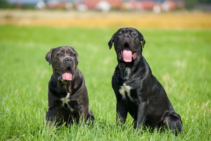 Two Cane Corso dogs stock photo. Image of animal, young - 87145314