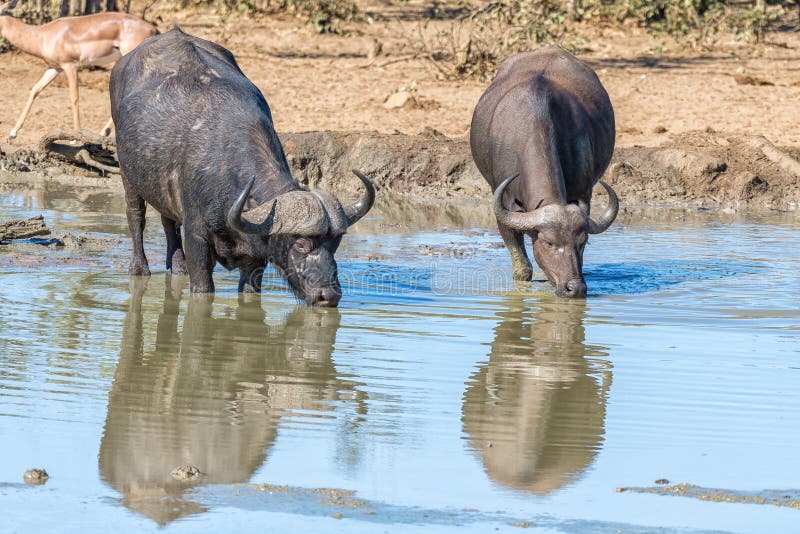Two Cape Buffaloes Drinking in a Muddy Dam Stock Image - Image of ...