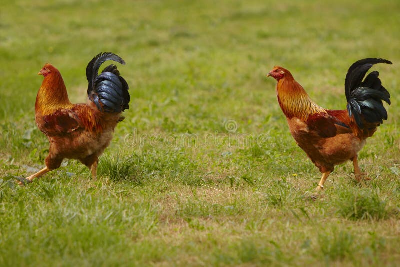 Brown Chicken With Little Chicks Stock Image - Image of feather, black ...