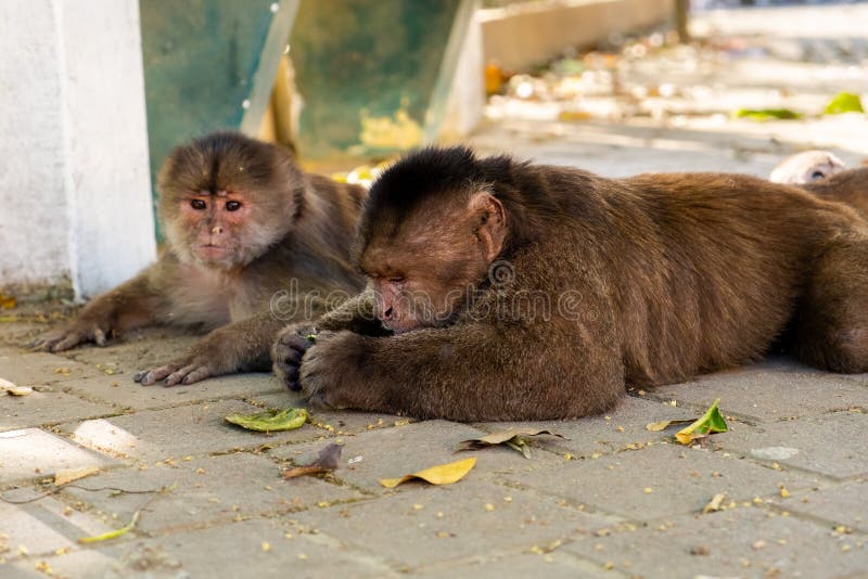 Two Capuchin Monkeys Looking Concerned Stock Photo - Image of ...