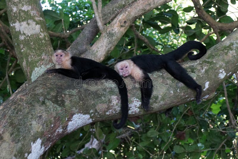 Two Capuchin Monkeys Resting on the Tree Trunk Stock Photo - Image of ...