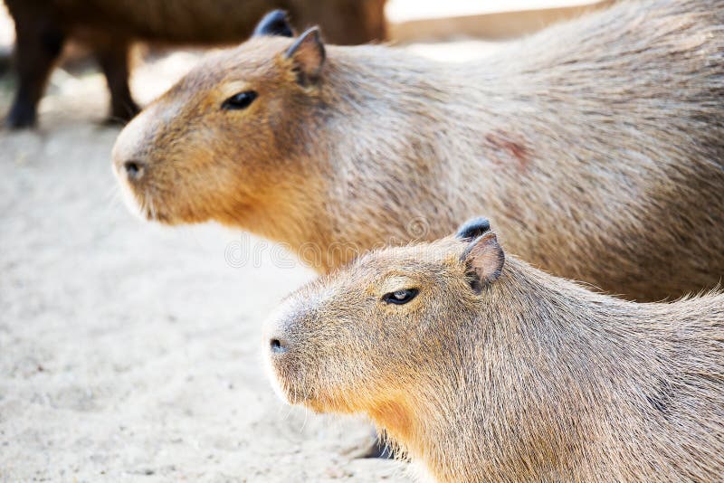 Capybara rodent family stock image. Image of rodents, animal - 9685619