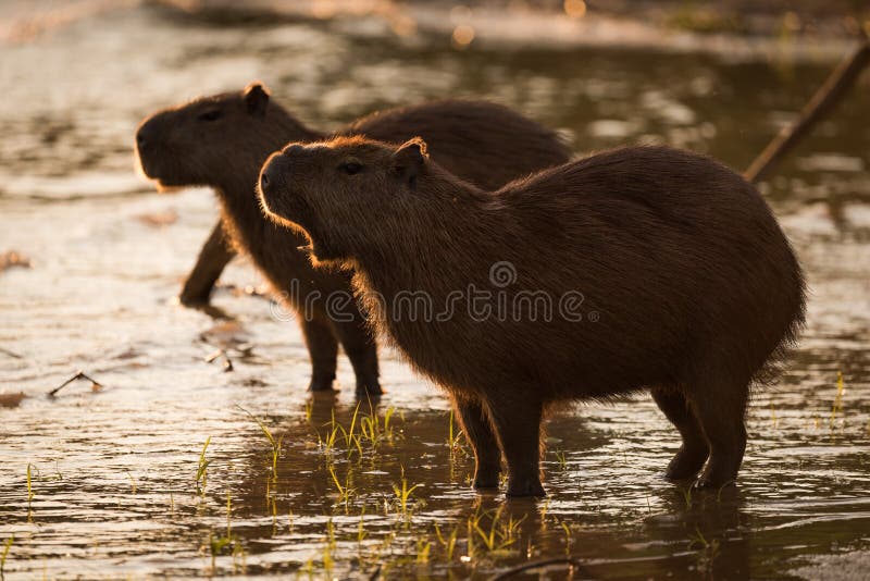 Two Capybara Standing by River at Sunset Stock Photo - Image of america ...