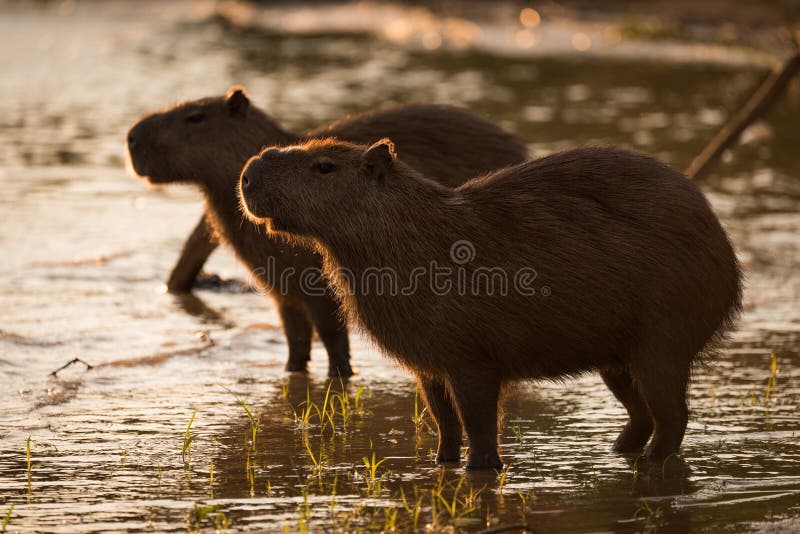 Capybara Standing on Riverbank in Water Stock Image - Image of ...