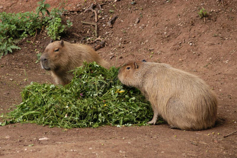 Capybaras stock photo. Image of food, river, hunt, rodent - 36610732