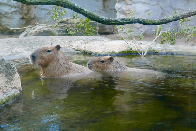 Two capybaras and water stock photo. Image of cute, hydrochaeris - 32881346