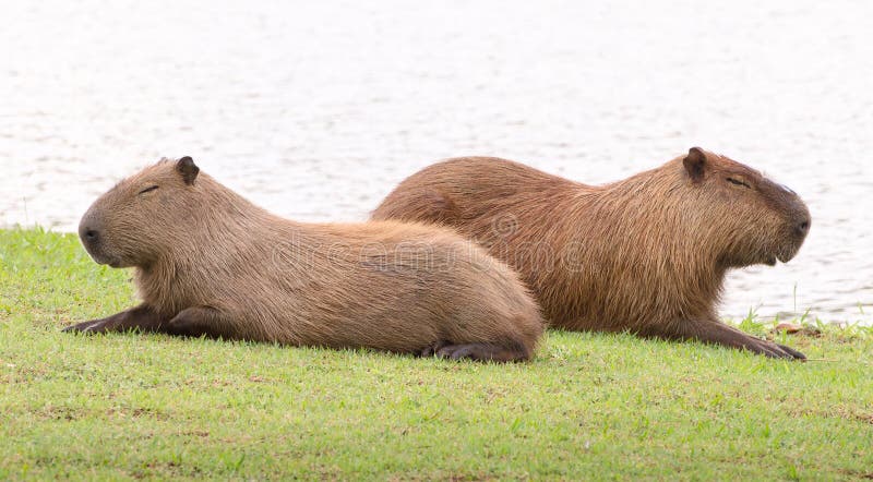 Two Capybaras Sleeping Together, Side by Side. Stock Photo - Image of ...