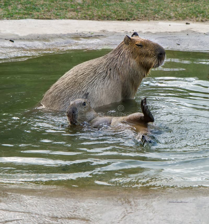 Capybara Pool Stock Photos - Free & Royalty-Free Stock Photos from ...