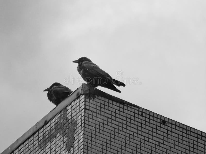Two Carrion Crows Perched on Top of an Urban Building Stock Photo ...
