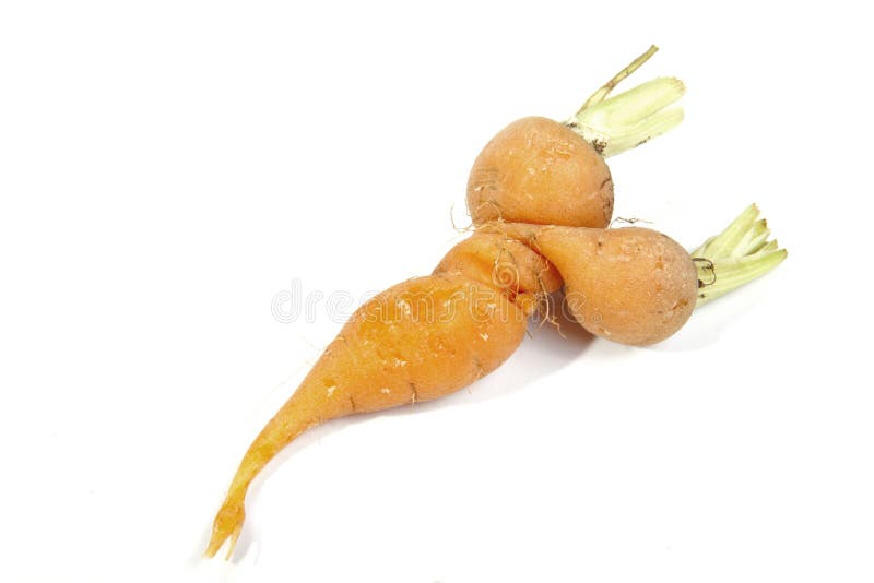 Two Carrots Joined by Intertwined Orange Roots Stock Photo - Image of ...
