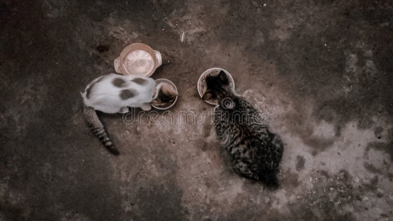 Two Cat Brothers Who Share a Taste Stock Image - Image of animals ...
