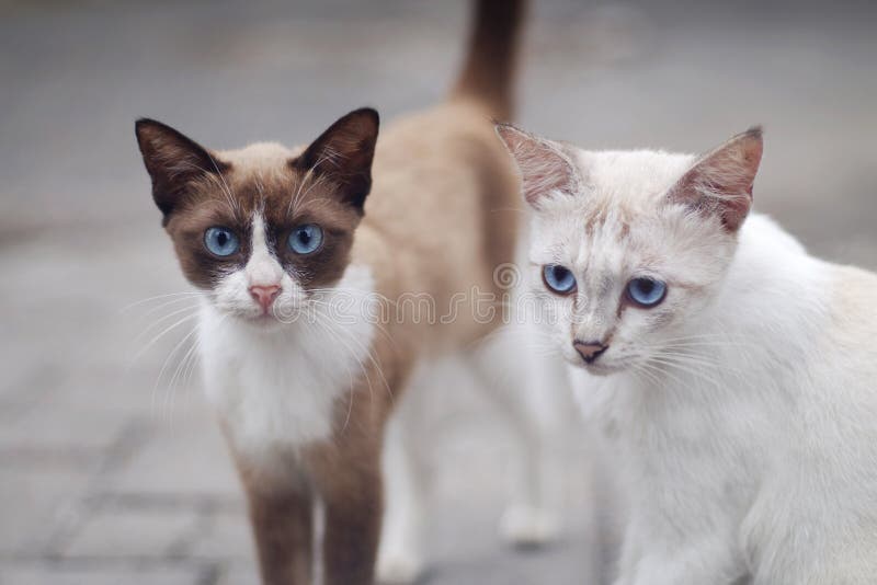 Two cat stock image. Image of eyes, cute, white, bokeh - 96870517