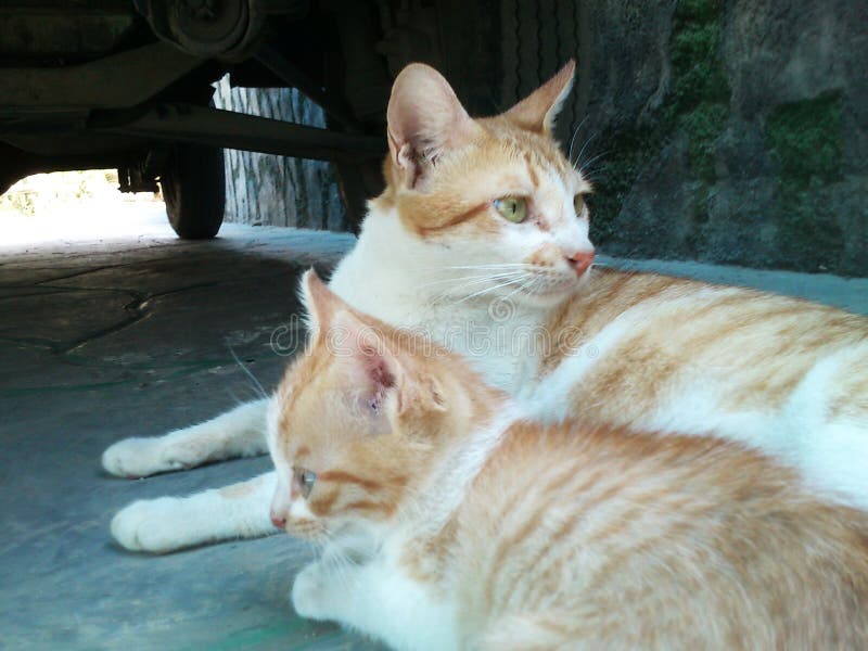 Two Cat stock photo. Image of pets, indonesia, kucing - 54824288