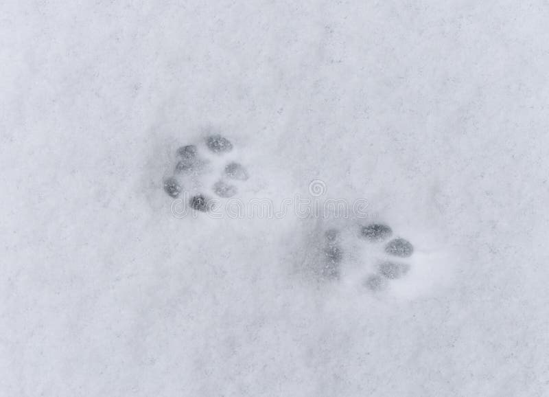 Two Cat Footprints on a Snow Stock Photo - Image of closeup, snowy ...