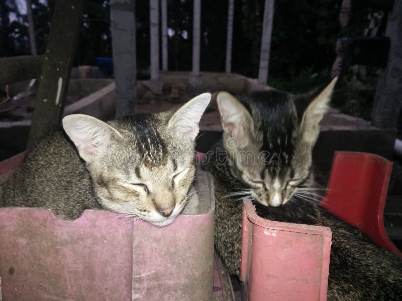 Two cat i stock image. Image of friend - 109728573