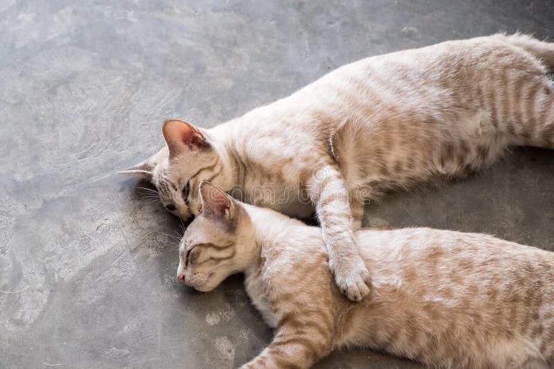 Two Cat Kitten Brethren Sleeping Hug Stock Image - Image of bright ...