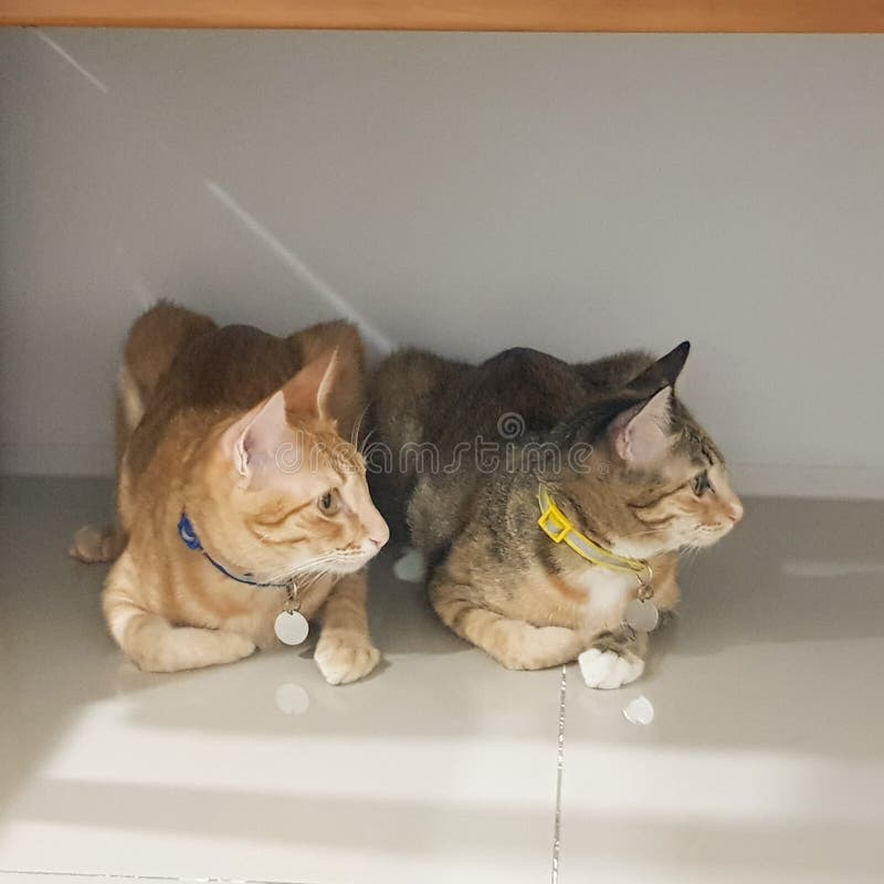 Two Cat Laying Down on the Floor Looking To the Right Stock Image ...
