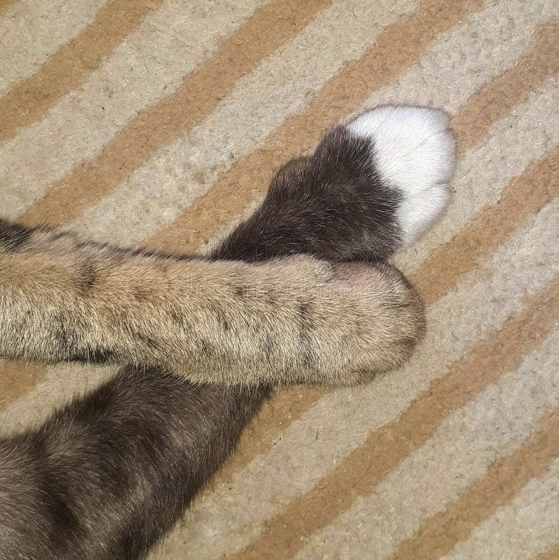 Two Cat Legs on Carpet. Cute Cat Paws. Stock Photo - Image of cats ...