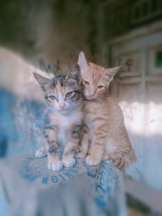 Two cat stock photo. Image of kitten, mammal, little - 269948390