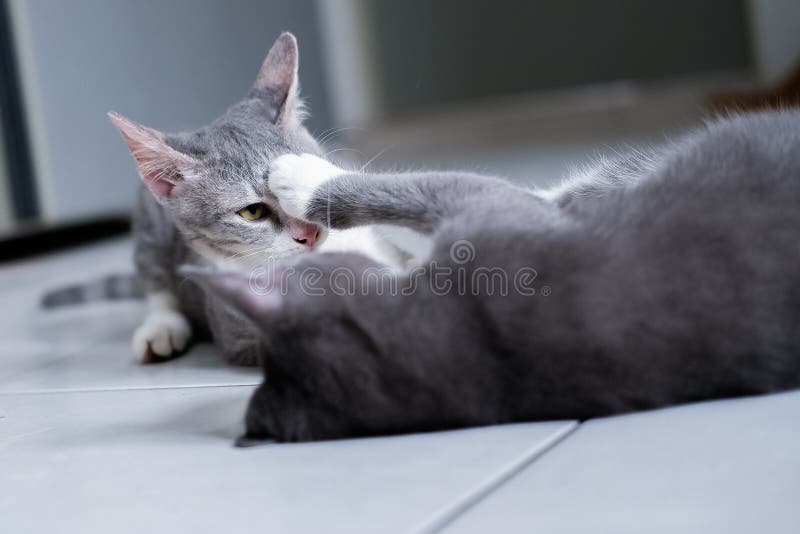 Two Cat Playing Each Other Stock Image Image Of White 185673759