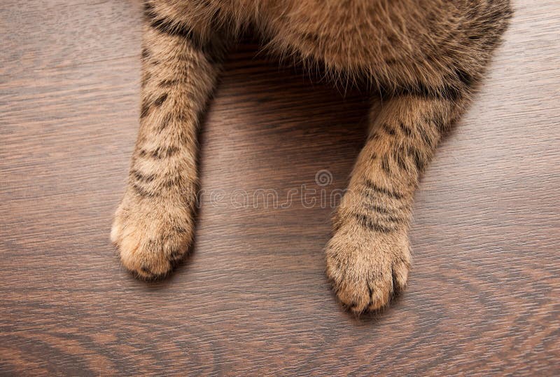 Two Cat`s paws on floor stock image. Image of house, black - 81205559