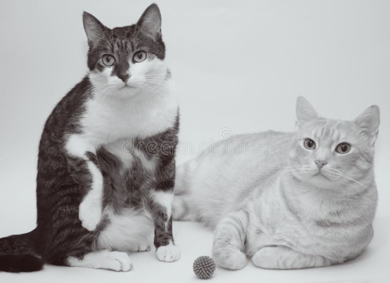 Two cats stock image. Image of white, friends, adopted - 163102273