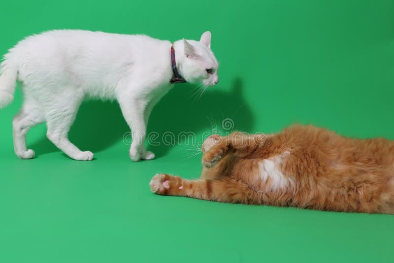 Two Cat stock image. Image of sweet, playful, fluffy - 138138449