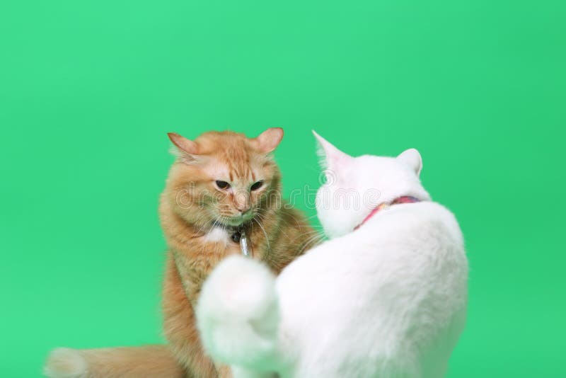 Two Cat stock photo. Image of breed, pretty, eyed, tabby - 138139786