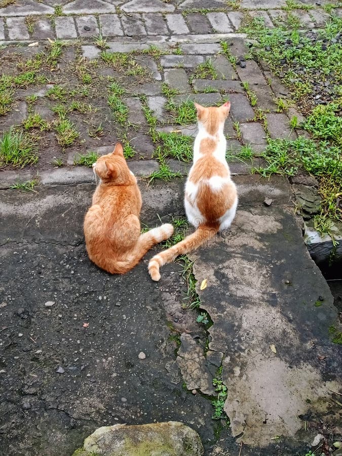 Two Cat Waiting Their Master Stock Photo - Image of waiting, master ...