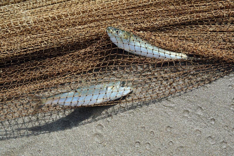 Two catched fish stock image. Image of ingredient, closeup - 12684823