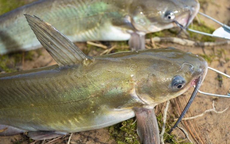 Pair of Catfish on a Stringer Stock Photo - Image of caught, slime ...