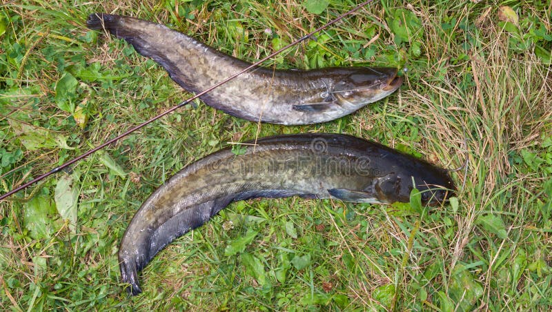 Two catfish stock photo. Image of sports, fishing, lake - 30492950