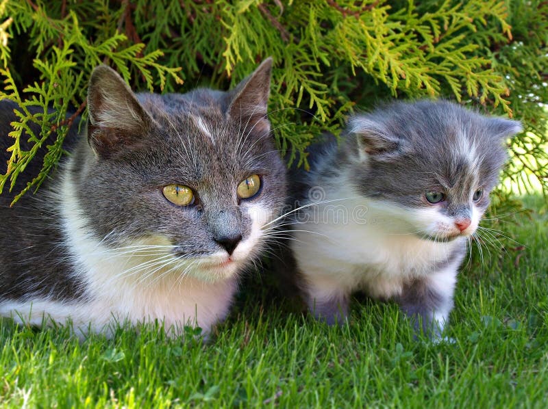 Two cats stock image. Image of small, playing, green - 18165507