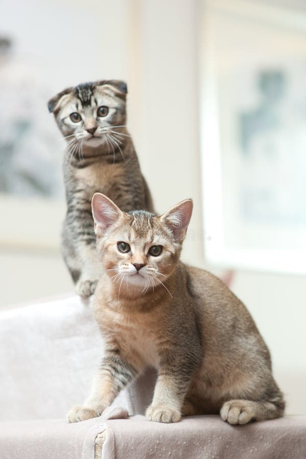 Two cats stock image. Image of felines, inquisitive, pets - 21562107