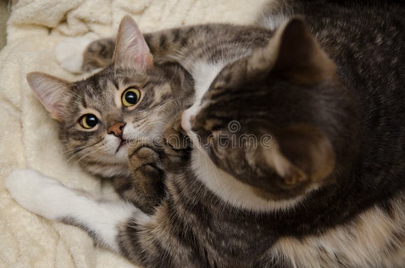 Two cats stock photo. Image of animal, furry, lovable - 6181186
