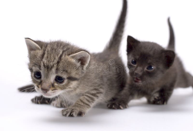 Two cats stock image. Image of ears, playful, estimate - 2334011