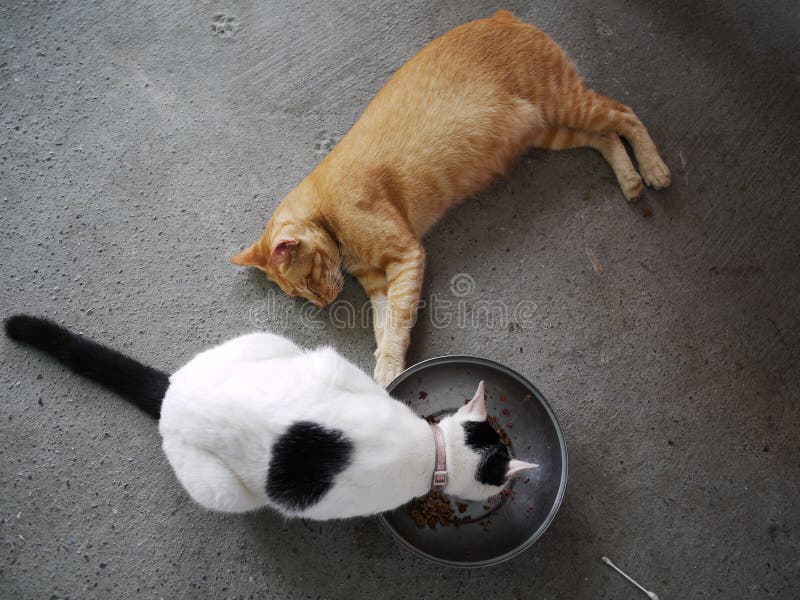 Two cats stock image. Image of pets, dreaminess, purebred - 26539715