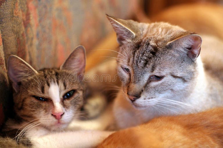 Two cats stock photo. Image of animal, furry, lovable - 6181186
