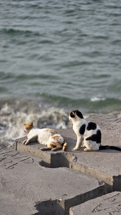 Two Cats at Alexandria Beach, Egypt, Sea Water, Corniche Stock Image ...