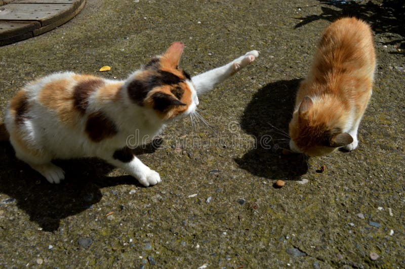 Cats are arguing over food stock photo. Image of arguing - 184838932