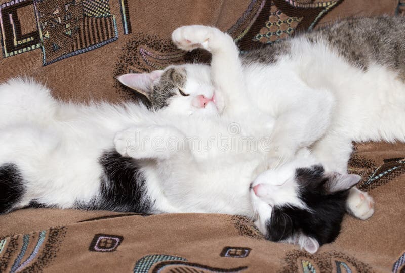 Two Cats Asleep on the Couch Stock Photo - Image of kittens, kitty ...