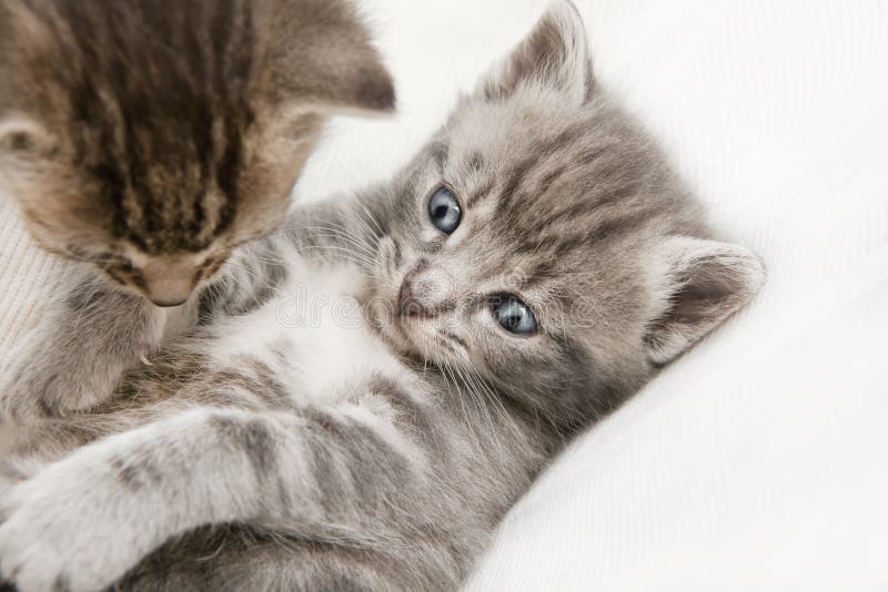 Two cats babies playing stock image. Image of furry, purebred - 36501913