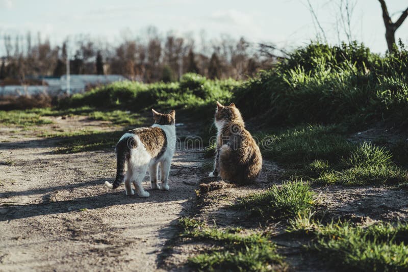 Two cats back to back stock image. Image of domestic - 210351923