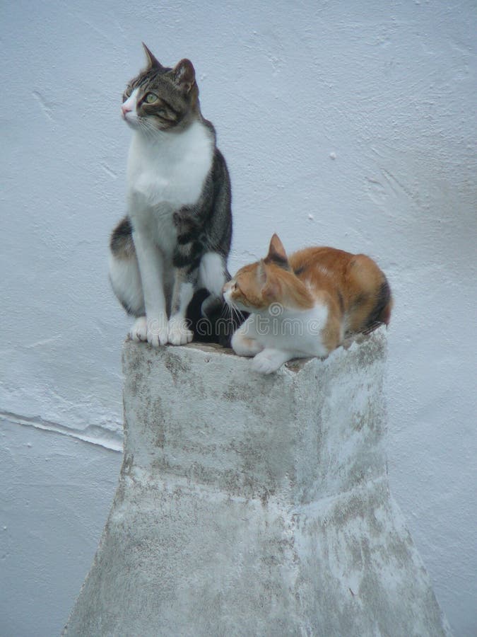 Two Cats on Barbeque Chimney Stock Photo - Image of animal, animalsl ...
